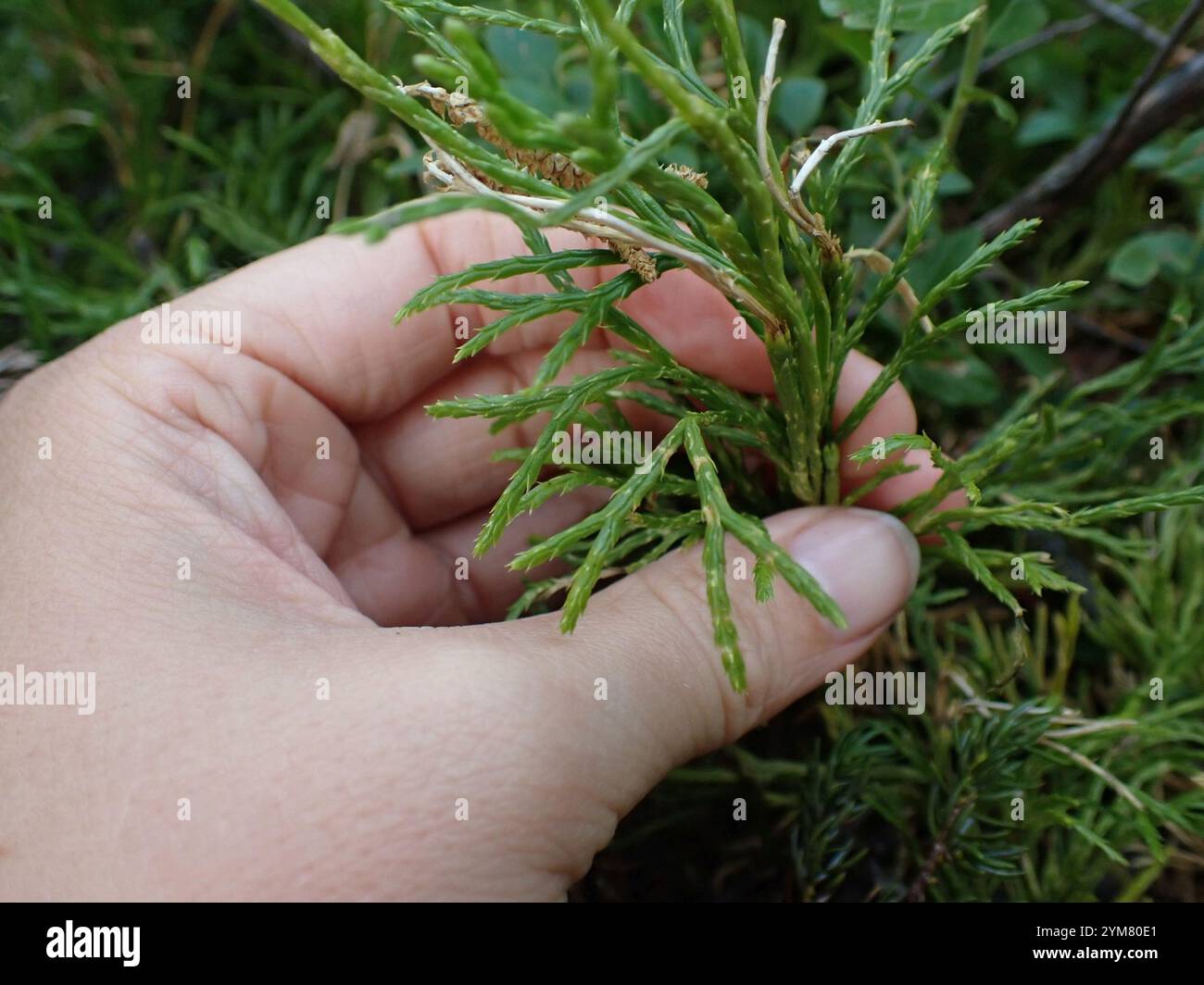 northern ground-cedar (Diphasiastrum complanatum Stock Photo - Alamy