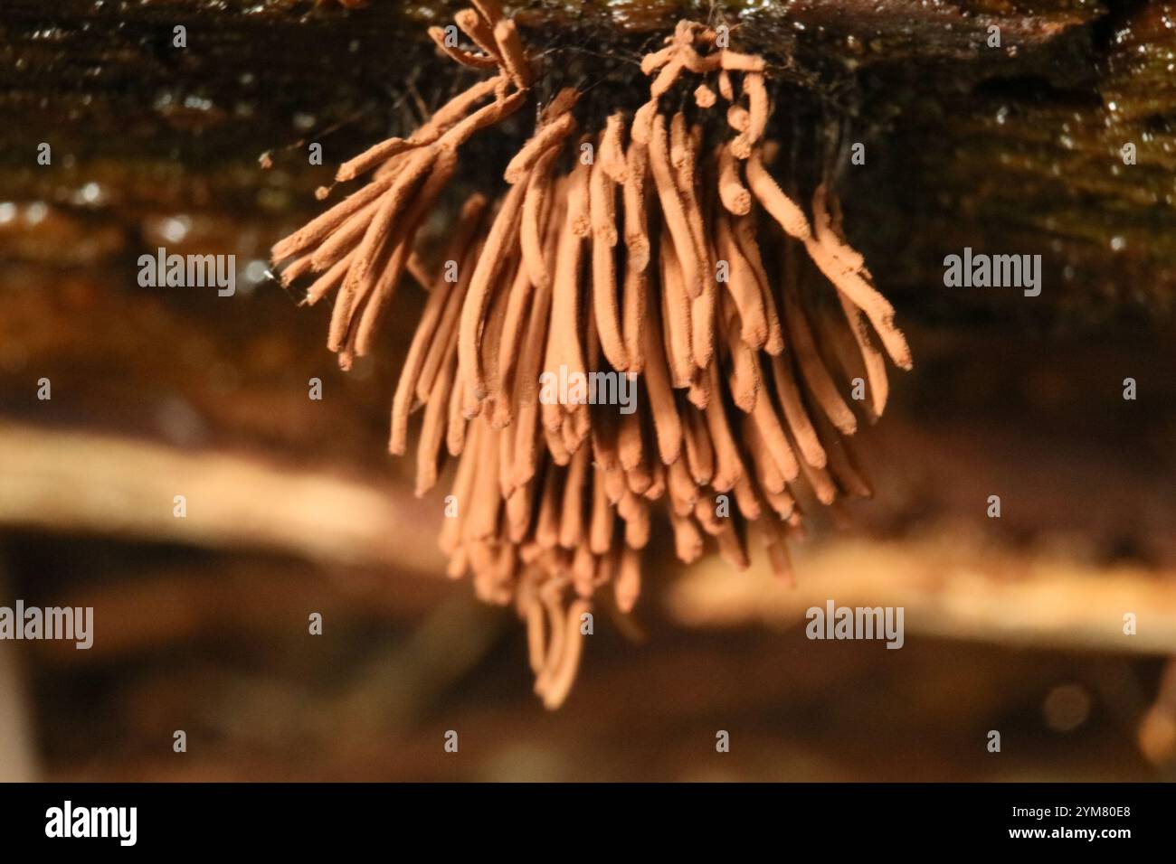 Stemonitis axifera hi-res stock photography and images - Alamy