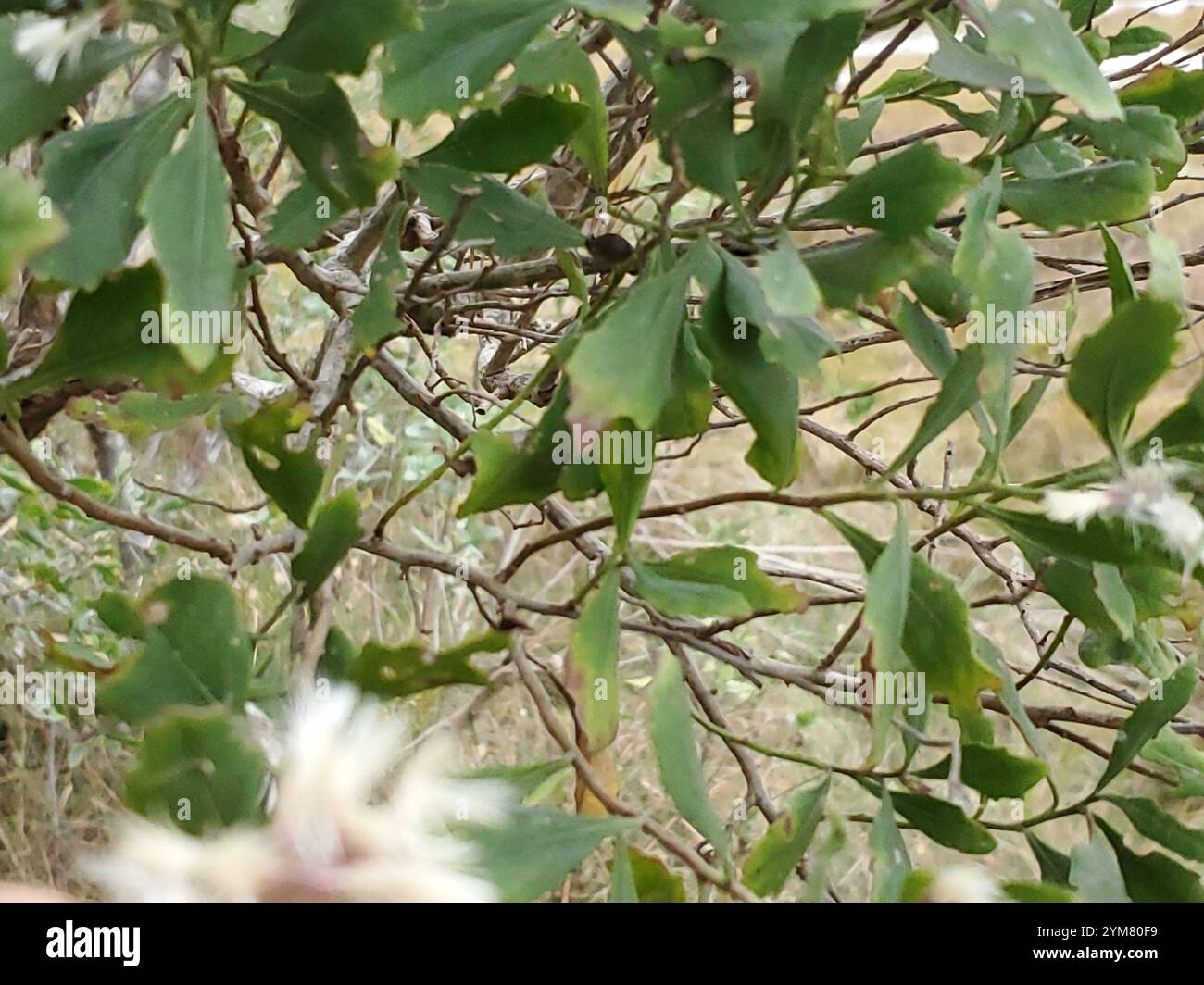 groundsel tree (Baccharis halimifolia Stock Photo - Alamy