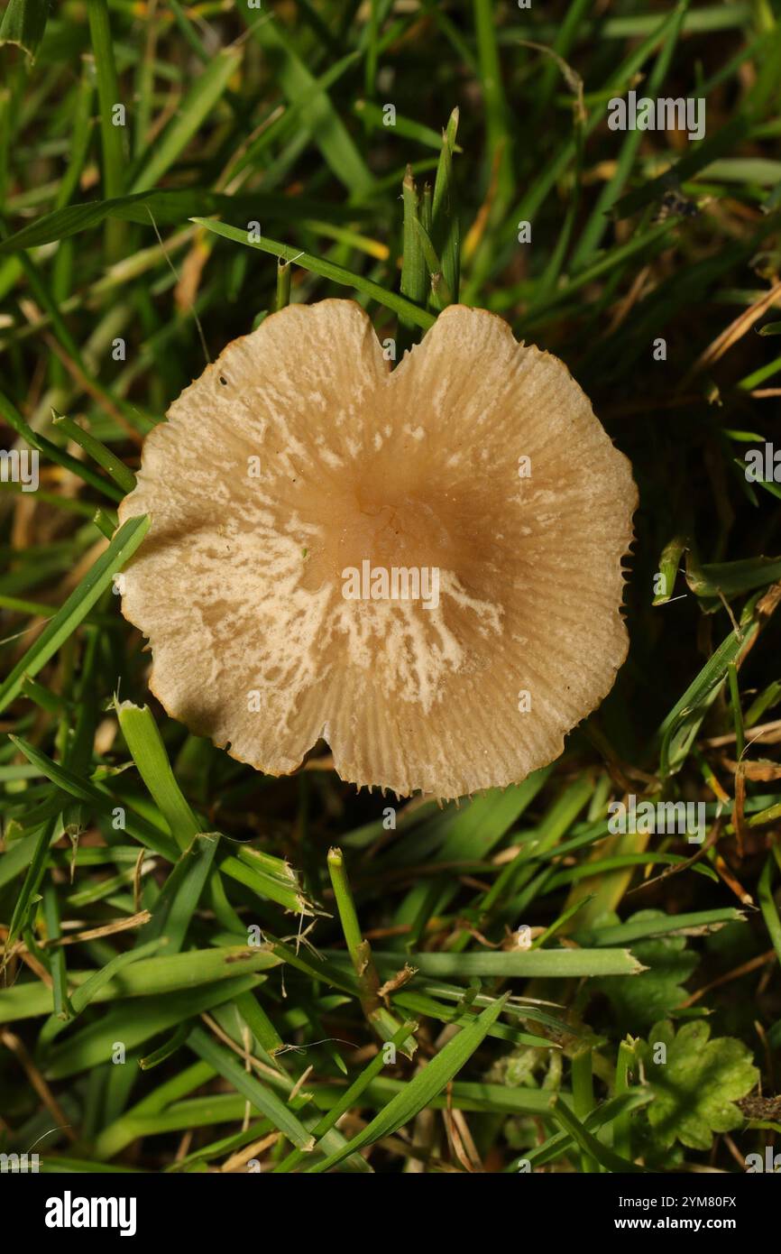 Pale Brittlestem (Candolleomyces candolleanus Stock Photo - Alamy