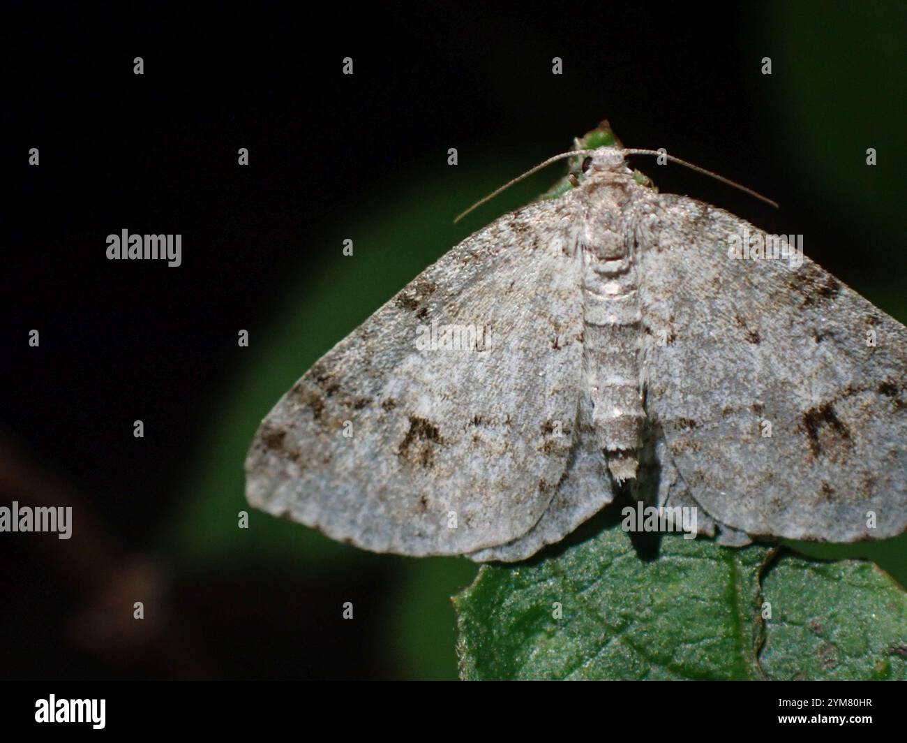Geometer Moths (Geometridae Stock Photo - Alamy