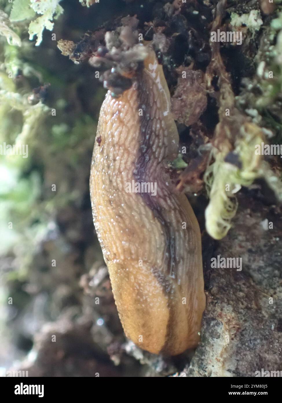 Arion Slugs (Arion Stock Photo - Alamy
