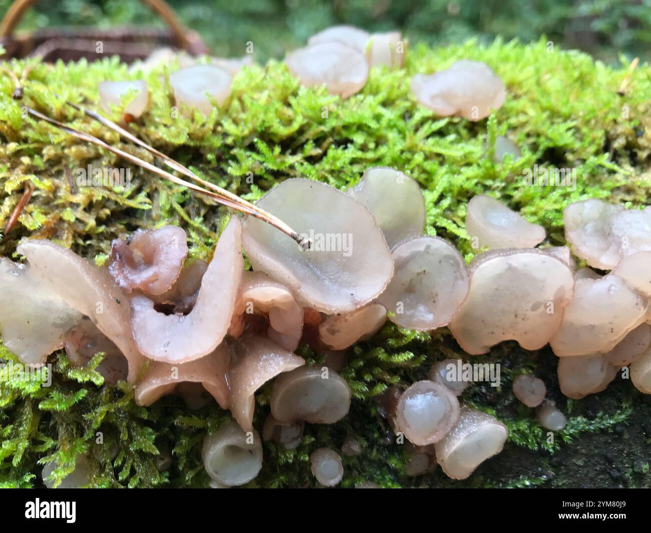 Beech jelly disc hi-res stock photography and images - Alamy