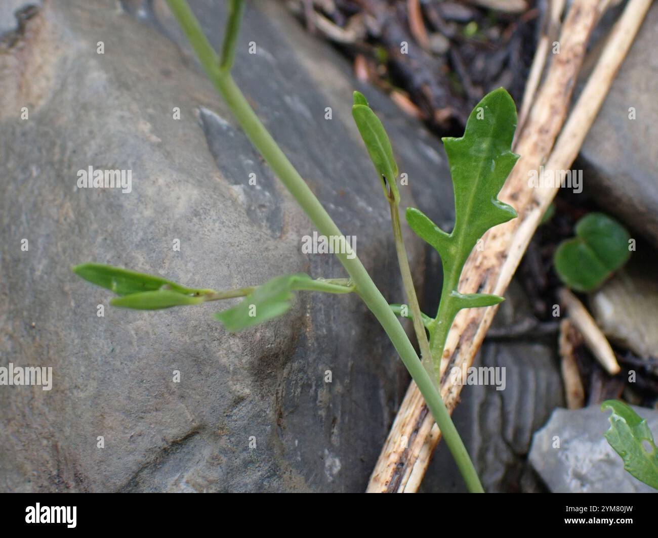mustard family (Brassicaceae Stock Photo - Alamy
