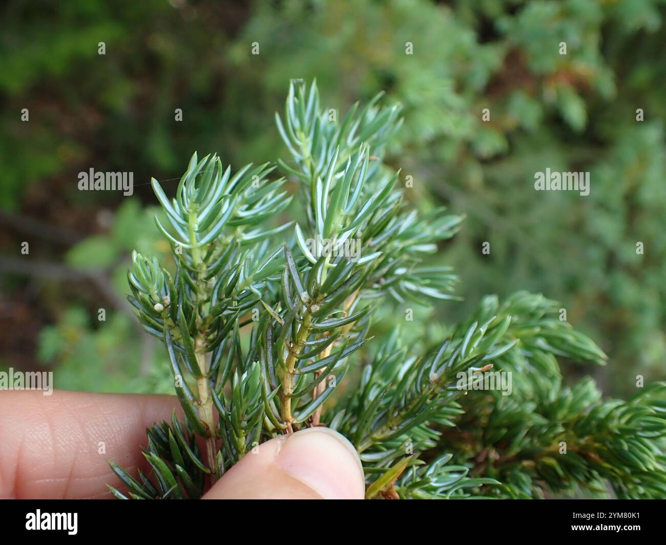 common juniper (Juniperus communis Stock Photo - Alamy