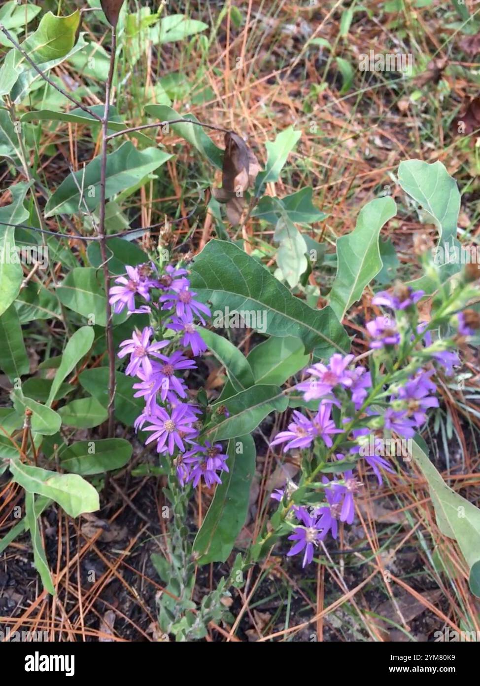 Eastern Silver Aster (Symphyotrichum concolor Stock Photo - Alamy
