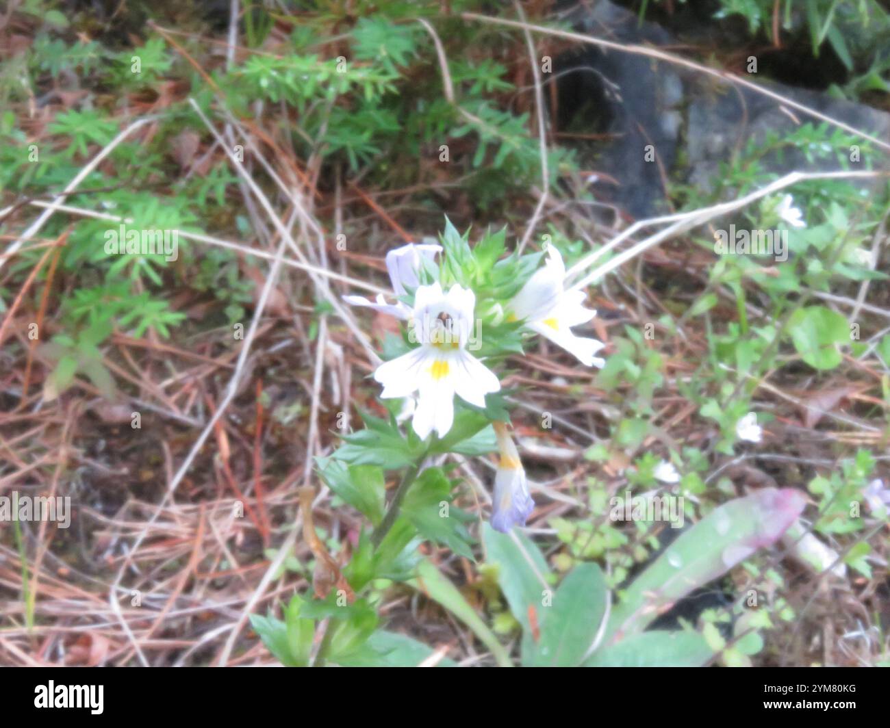 Common Eyebright (Euphrasia nemorosa Stock Photo - Alamy