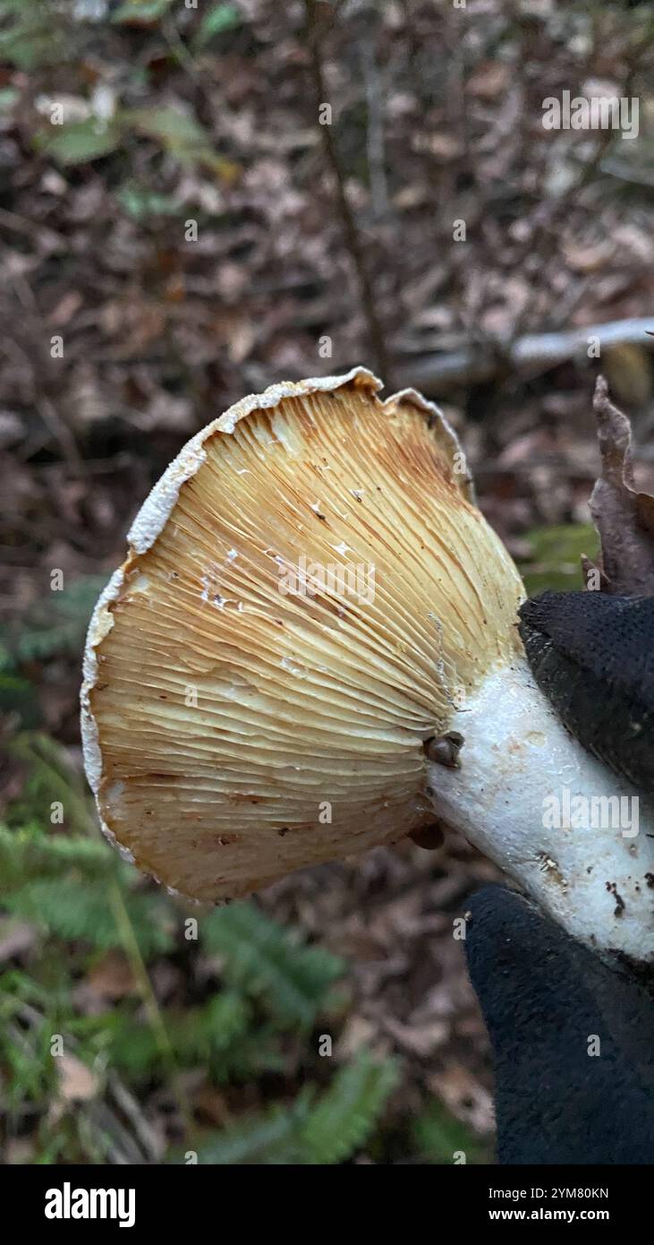 Short-stemmed Russula (Russula brevipes Stock Photo - Alamy