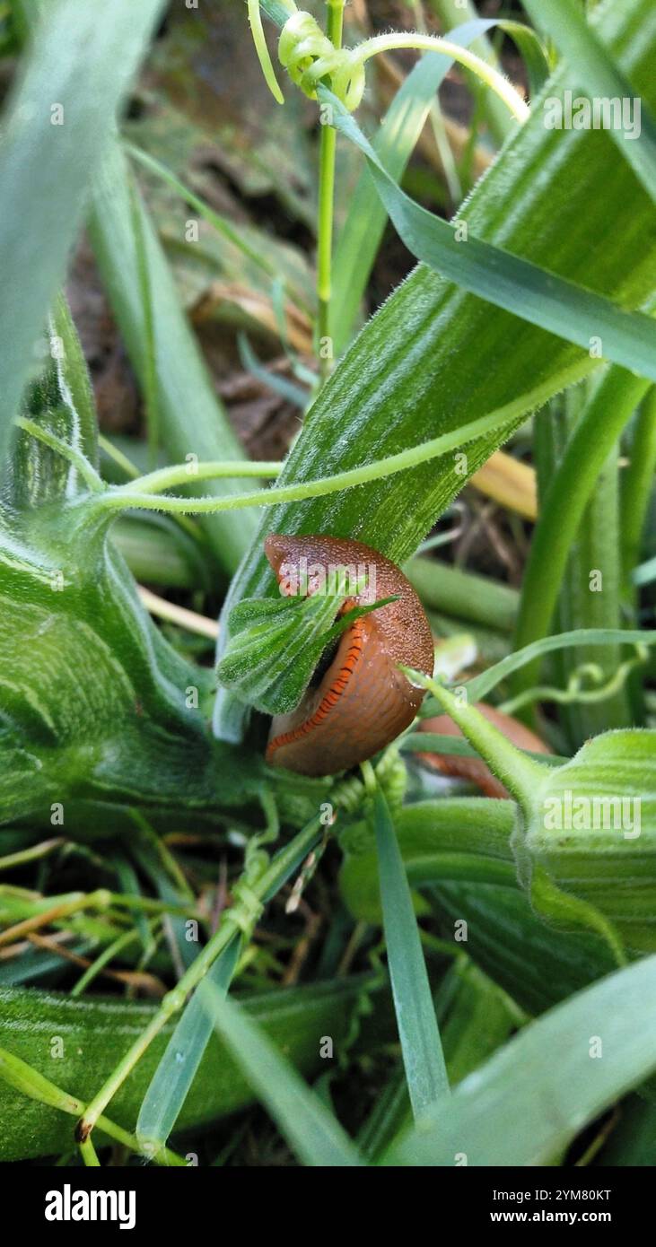 Spanish Slug (Arion vulgaris Stock Photo - Alamy