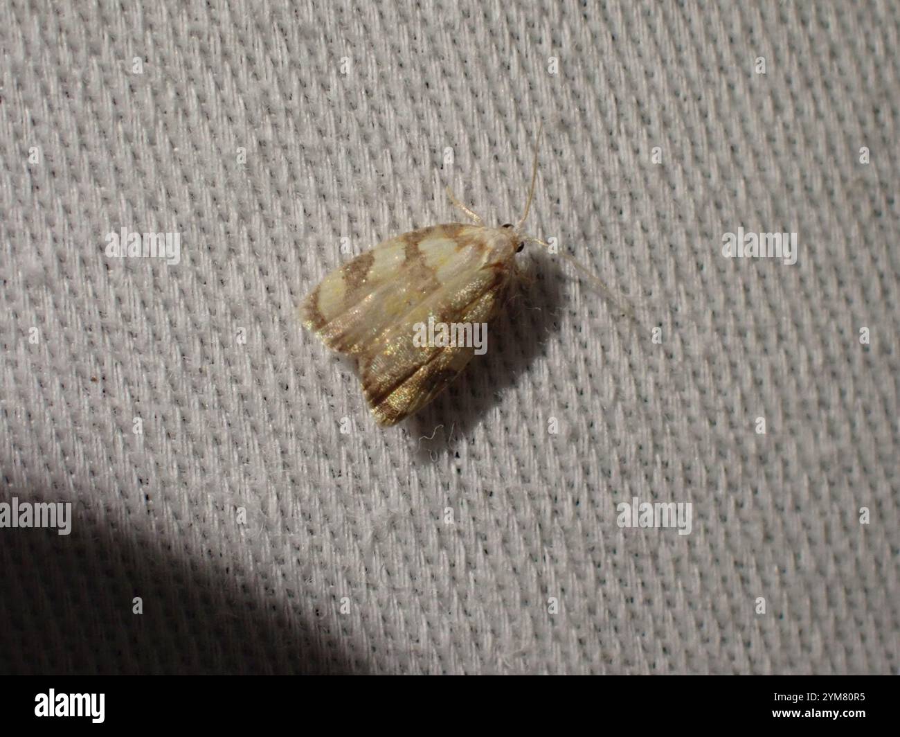 Red-edged Acleris Moth (Acleris albicomana Stock Photo - Alamy