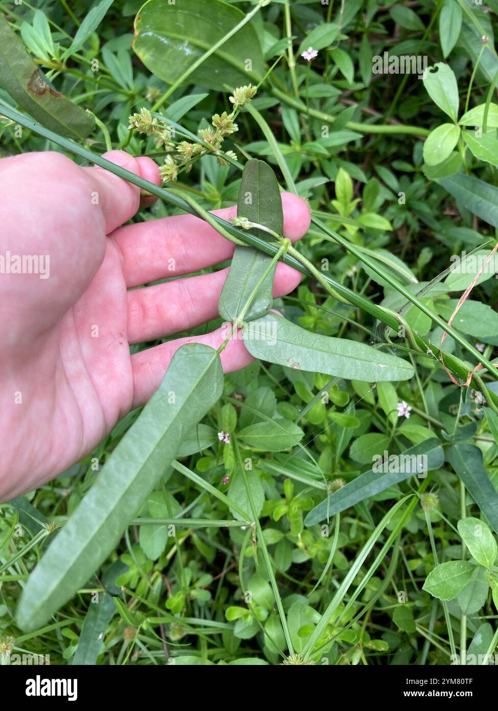 Phasey Bean (Macroptilium lathyroides Stock Photo - Alamy