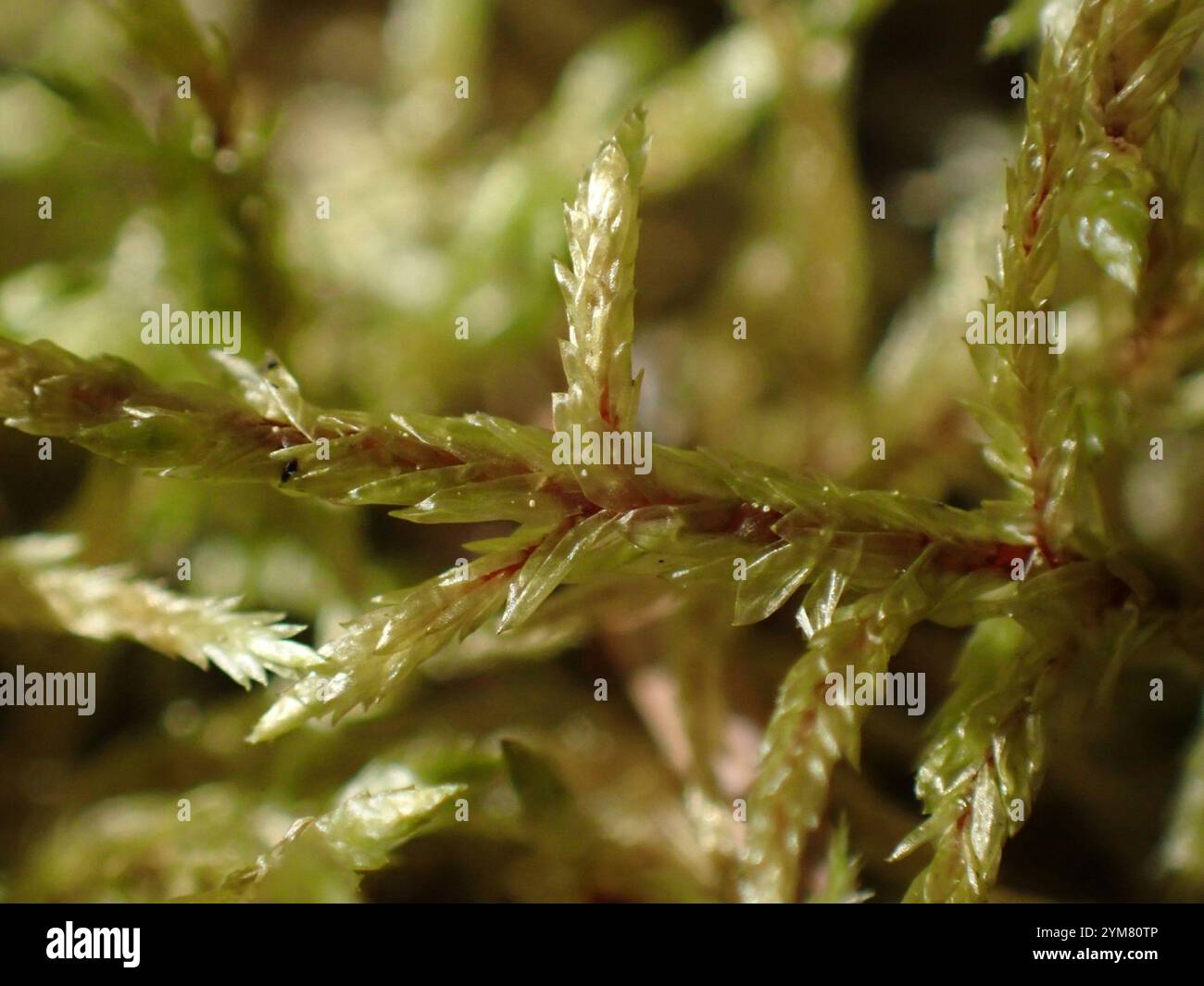 Red stem moss hi-res stock photography and images - Alamy
