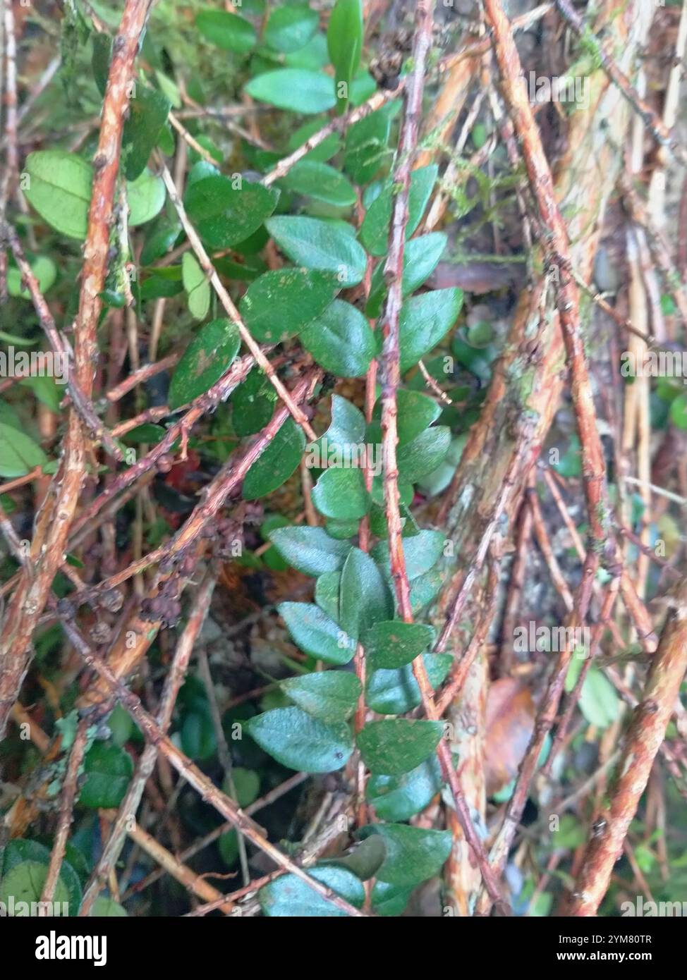 white climbing rātā (Metrosideros diffusa Stock Photo - Alamy