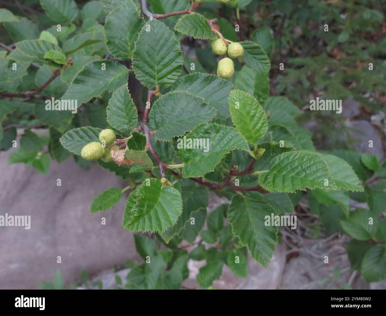 green alder (Alnus alnobetula Stock Photo - Alamy
