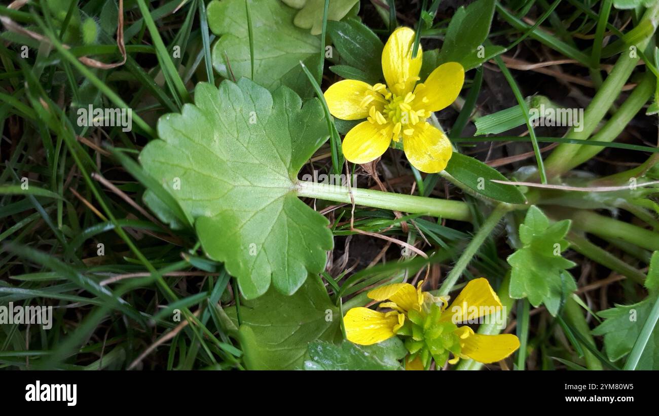 cursed crowfoot (Ranunculus sceleratus Stock Photo - Alamy