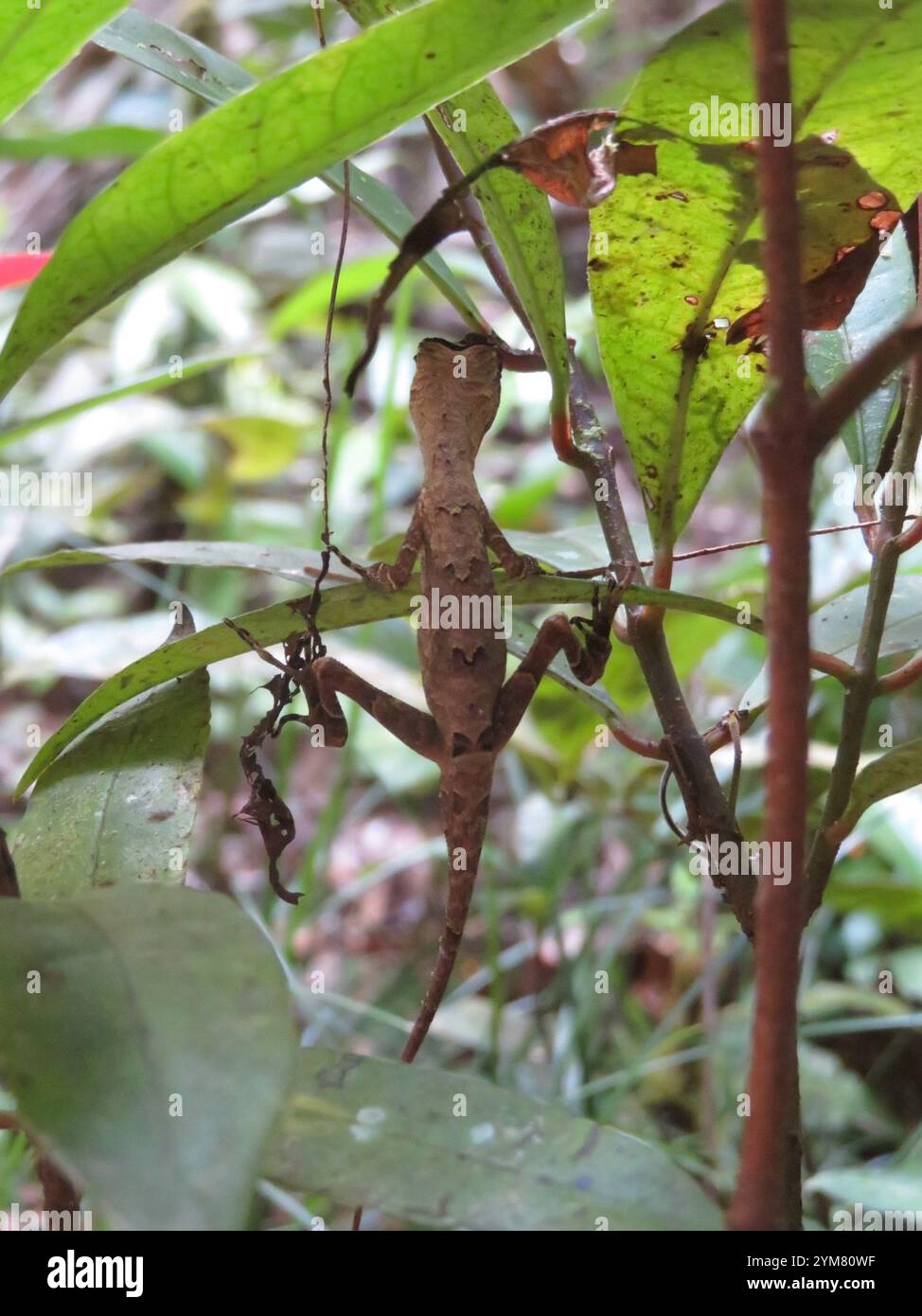Goldenscale Anole (Anolis chrysolepis Stock Photo - Alamy
