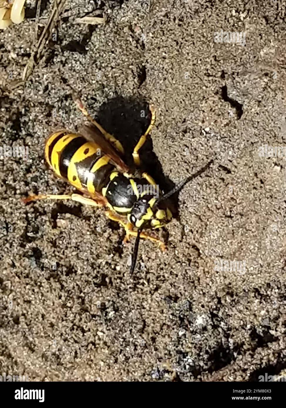 Downy Yellowjacket (Vespula flavopilosa Stock Photo - Alamy
