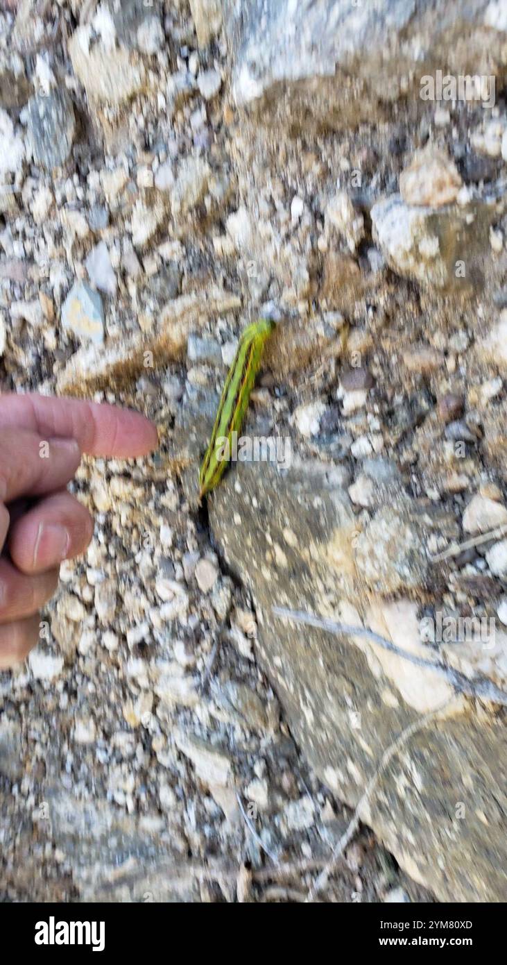 White-lined Sphinx (Hyles lineata Stock Photo - Alamy