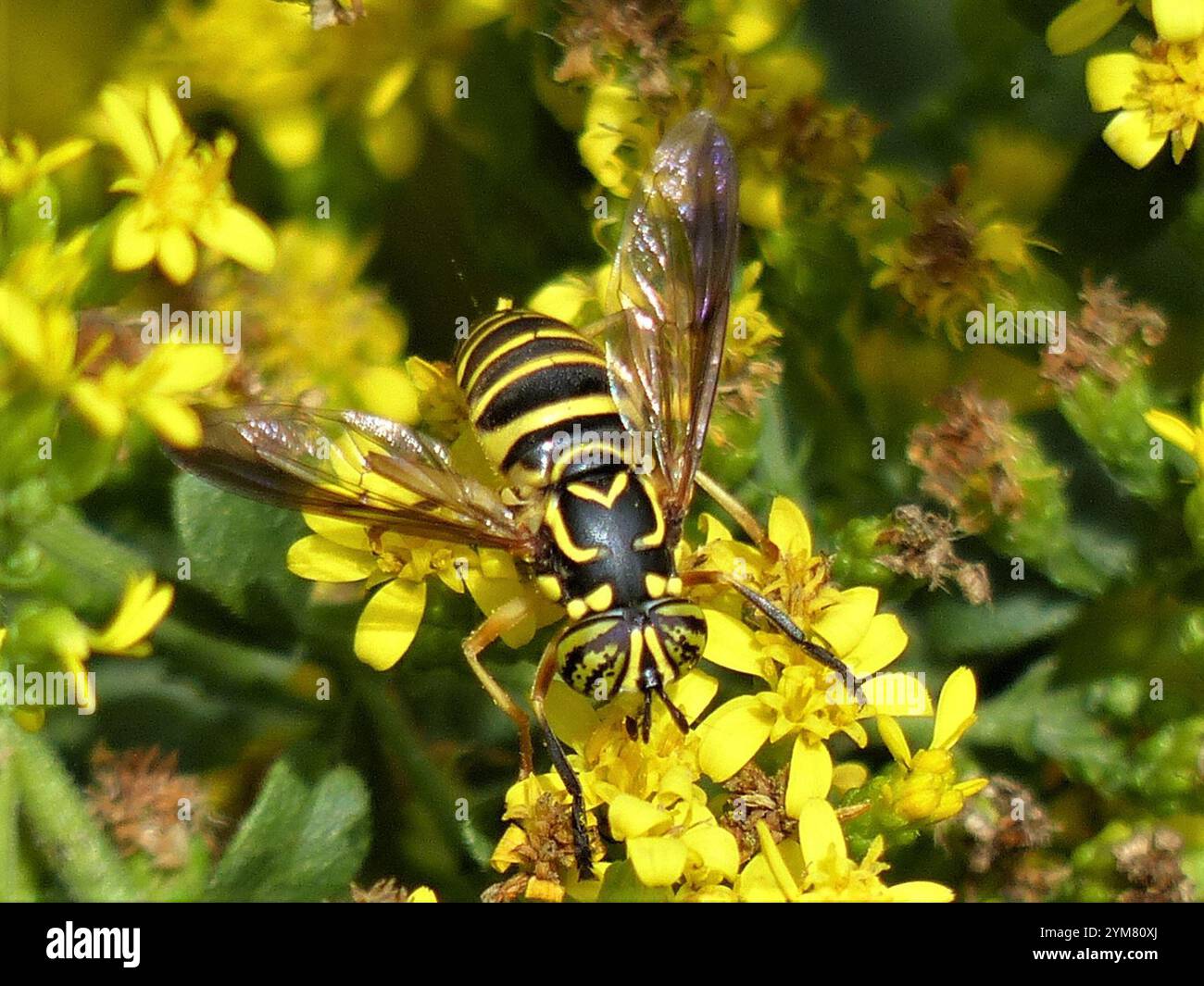 Eastern Hornet Fly (Spilomyia longicornis Stock Photo - Alamy