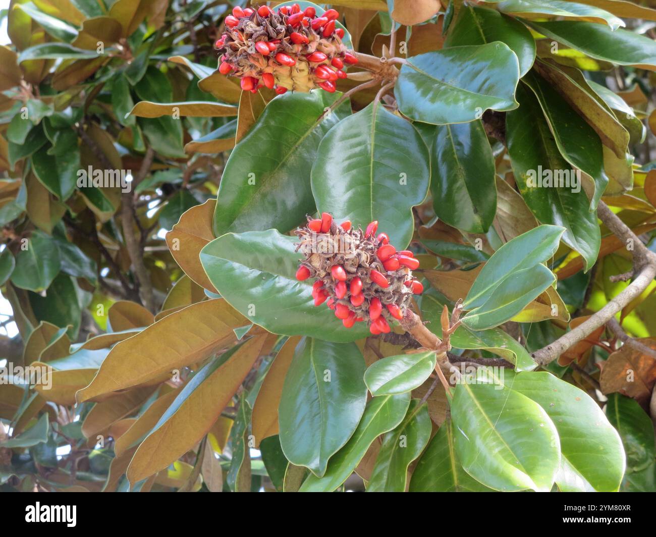 southern magnolia (Magnolia grandiflora Stock Photo - Alamy