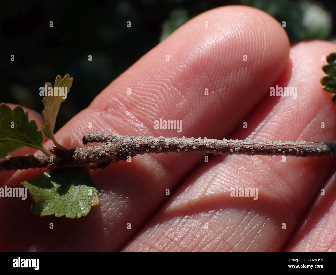 dwarf resin birch (Betula glandulosa Stock Photo - Alamy
