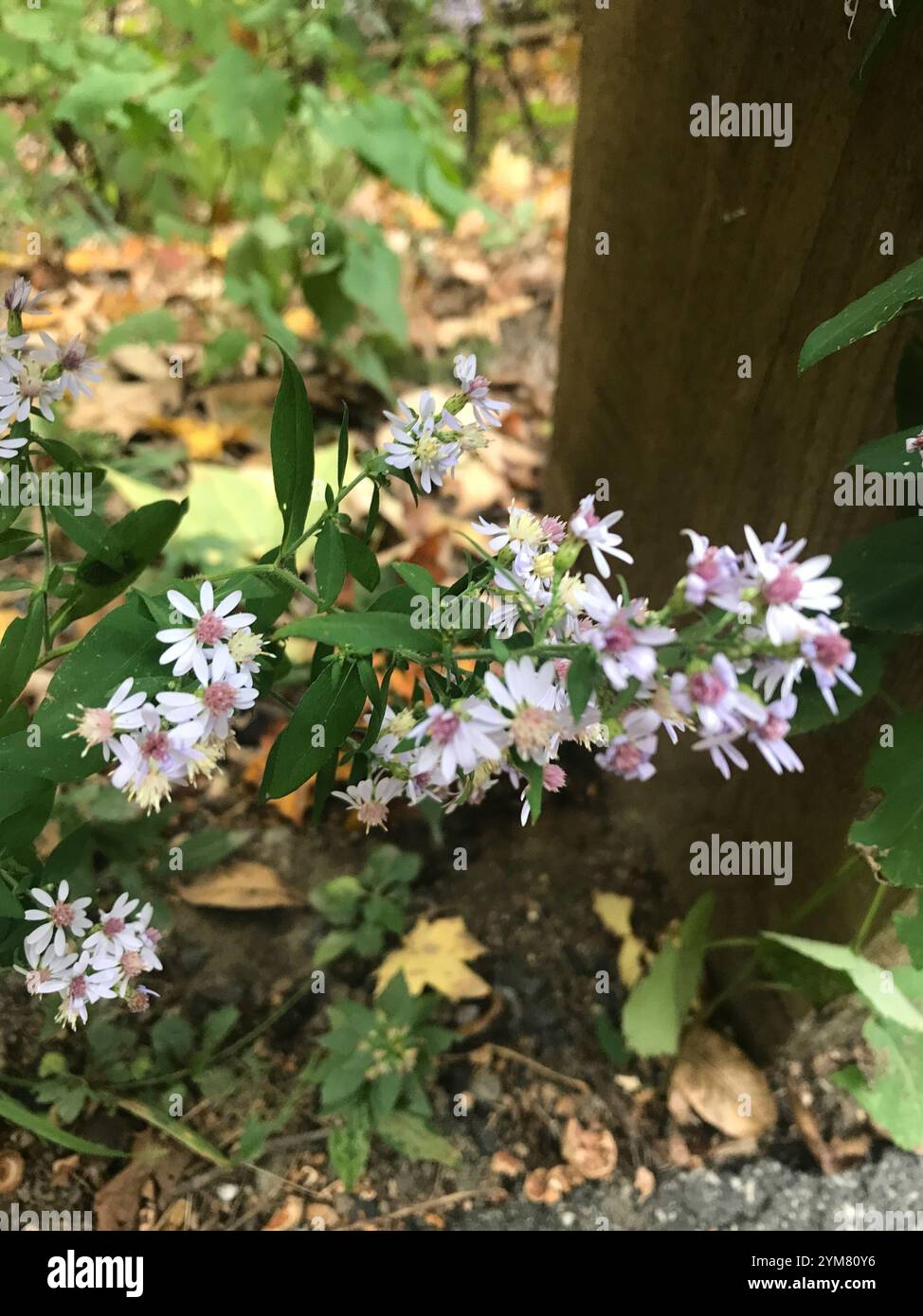 Common Blue Wood Aster (Symphyotrichum cordifolium Stock Photo - Alamy