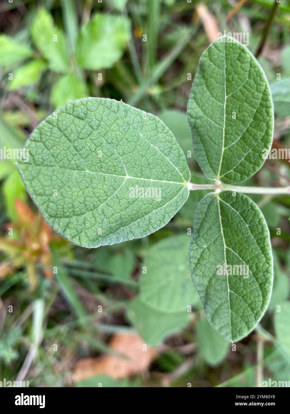 Twining Snoutbean (Rhynchosia tomentosa Stock Photo - Alamy