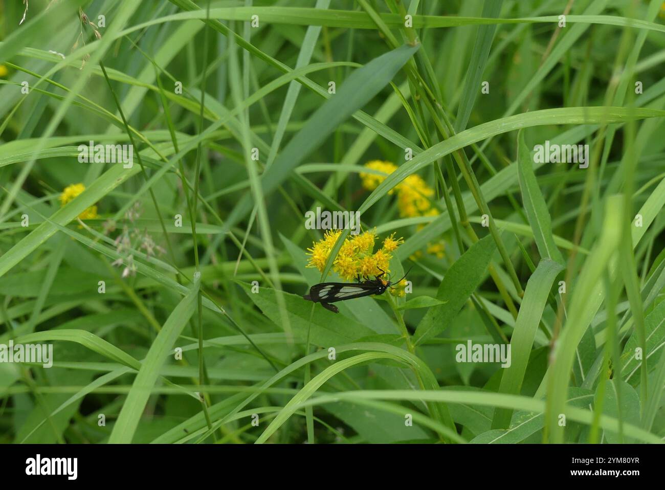 Police Car Moth (Gnophaela vermiculata Stock Photo - Alamy