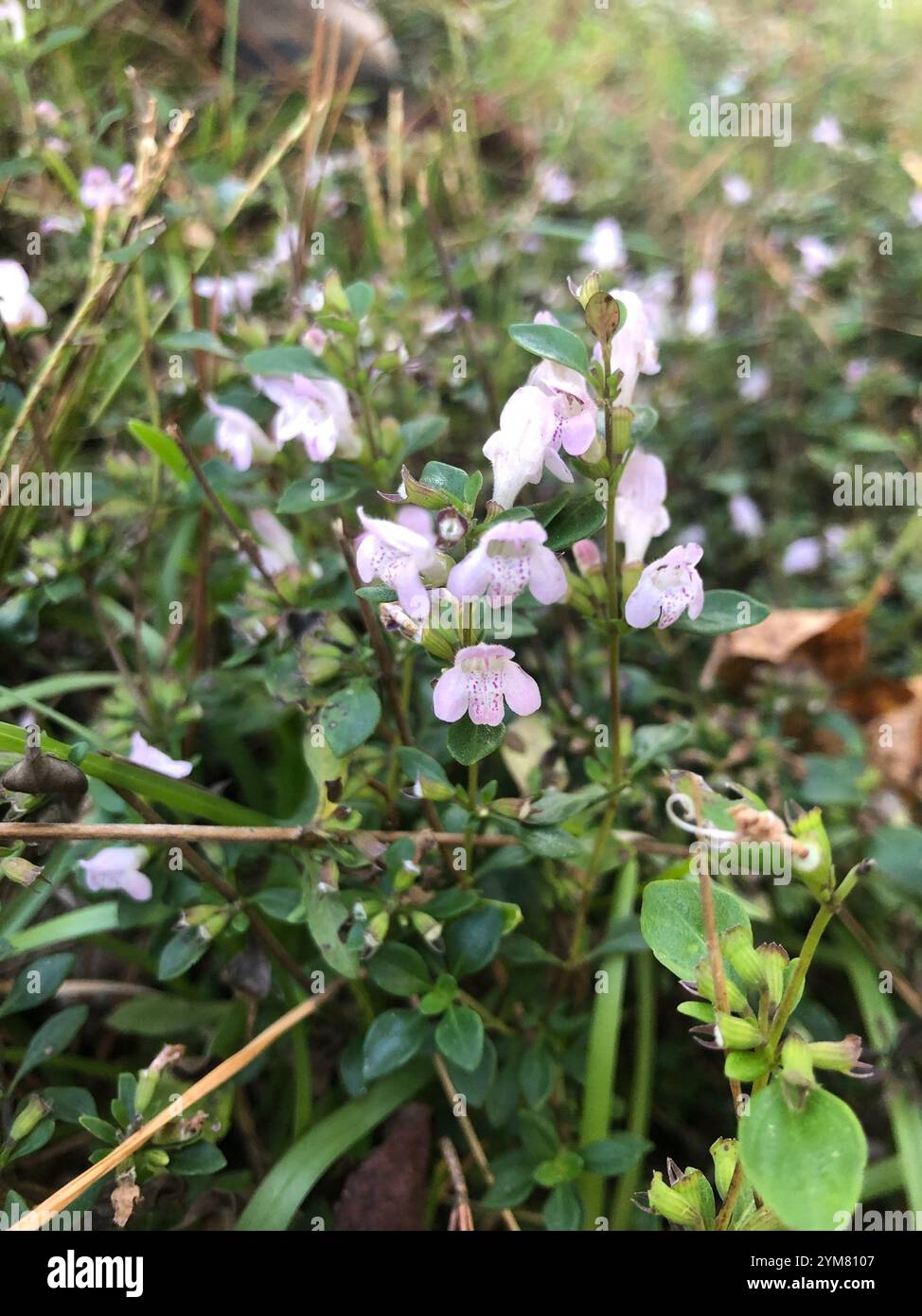 Georgia calamint (Clinopodium carolinianum Stock Photo - Alamy
