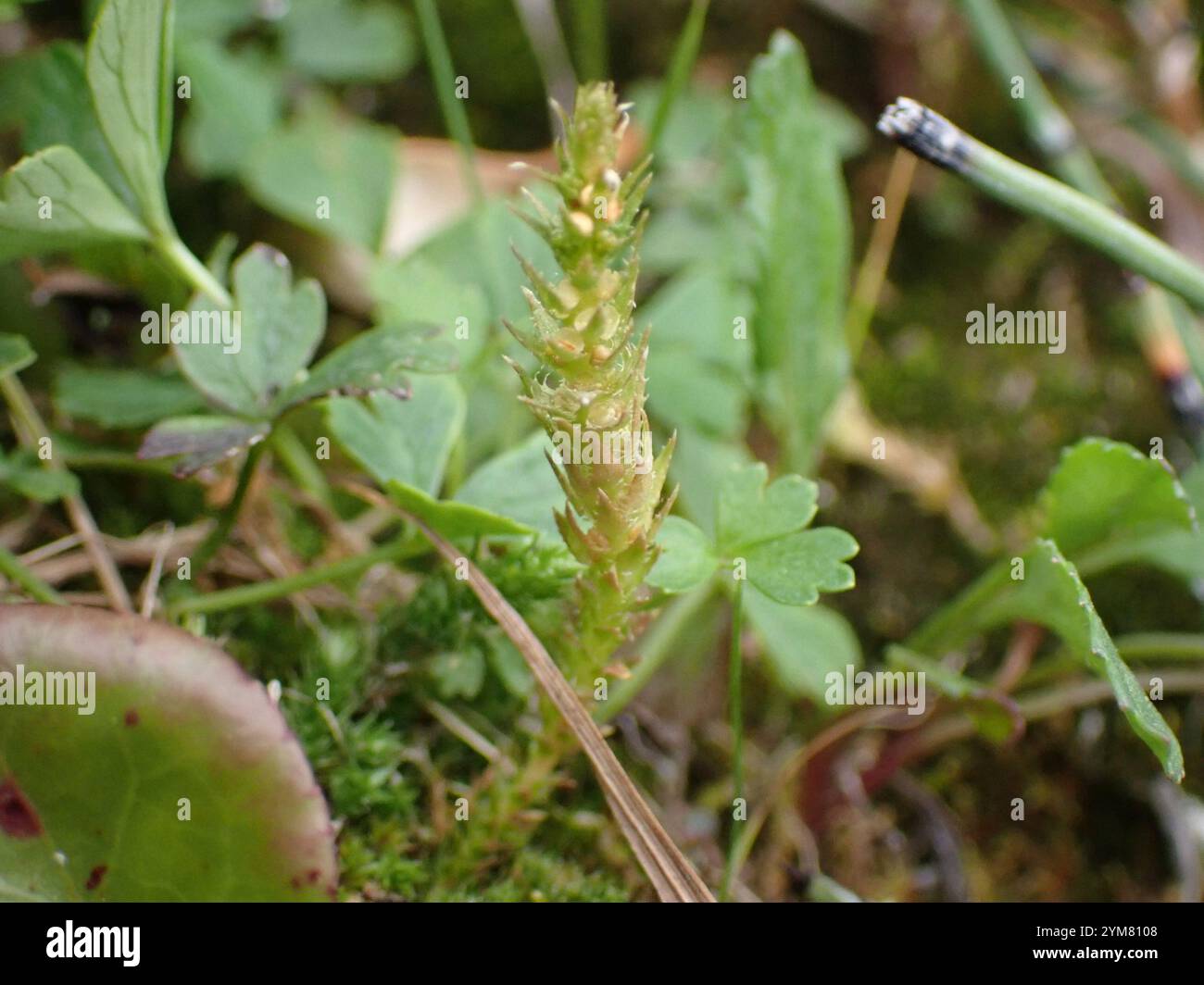 northern spikemoss (Selaginella selaginoides Stock Photo - Alamy