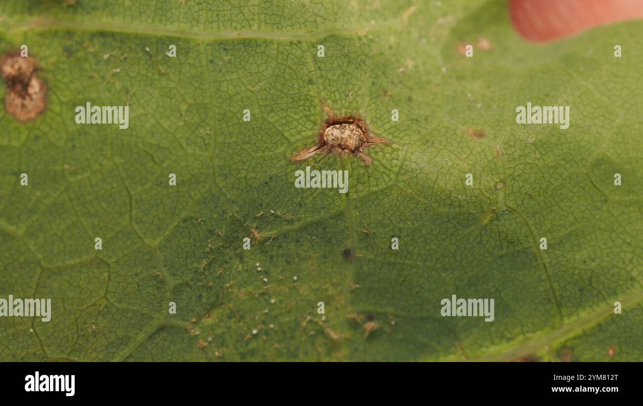 oak flake gall wasp (Neuroterus quercusverrucarum Stock Photo - Alamy