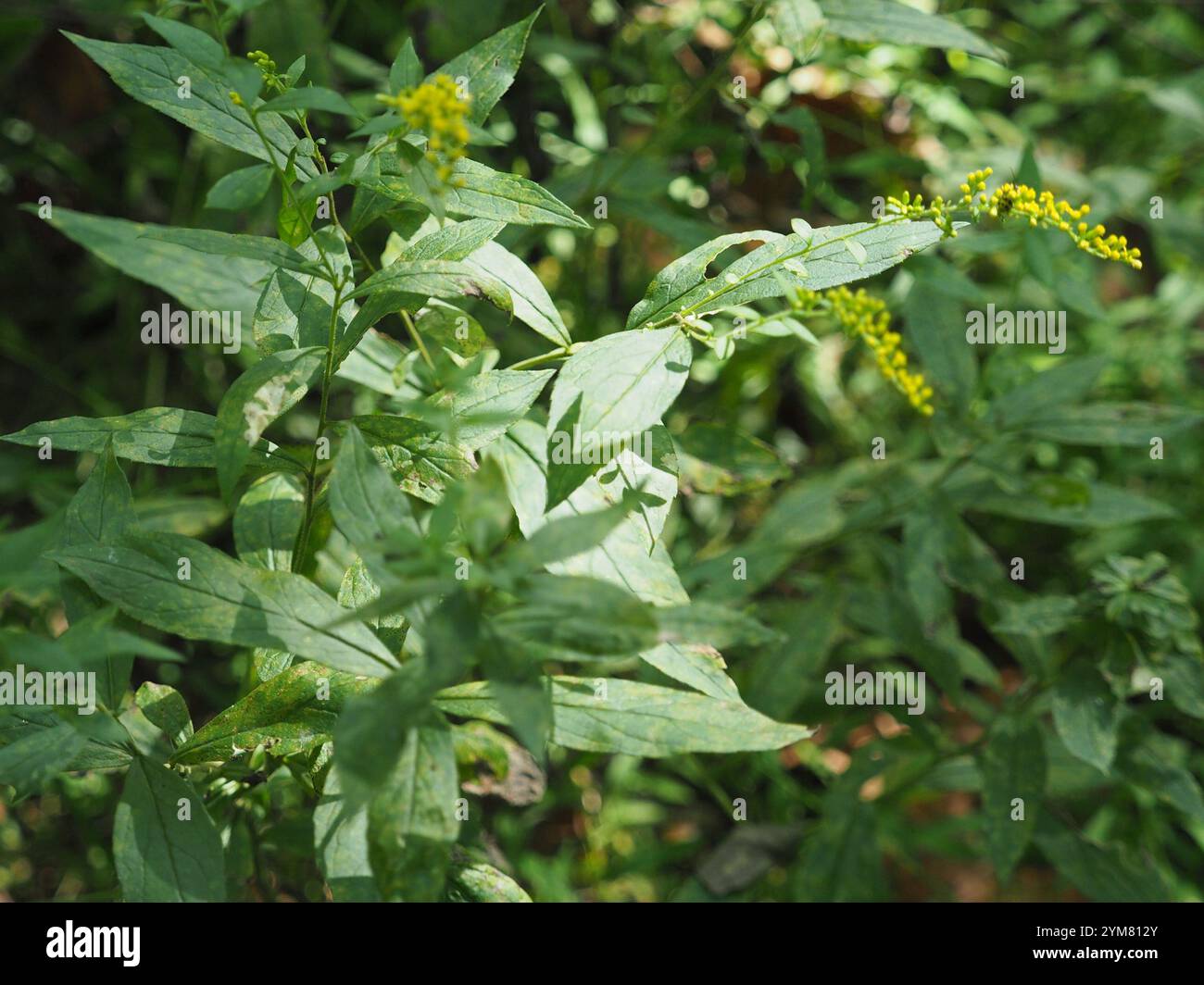 common wrinkle-leaved goldenrod (Solidago rugosa Stock Photo - Alamy