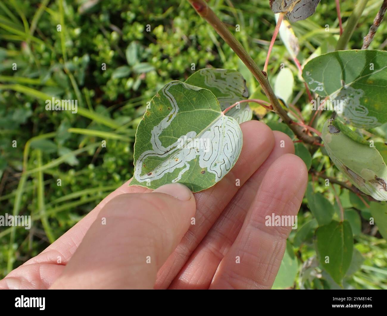 trembling aspen (Populus tremuloides Stock Photo - Alamy