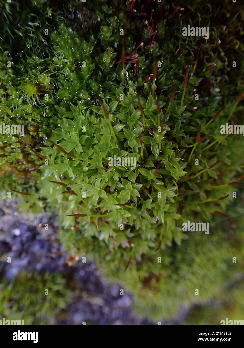 Brown Screw-moss (Syntrichia princeps Stock Photo - Alamy