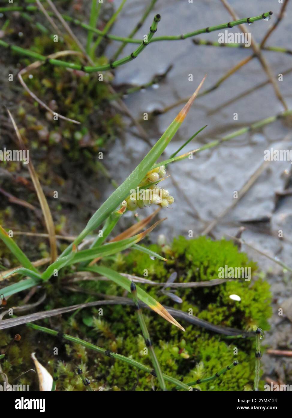golden sedge (Carex aurea Stock Photo - Alamy