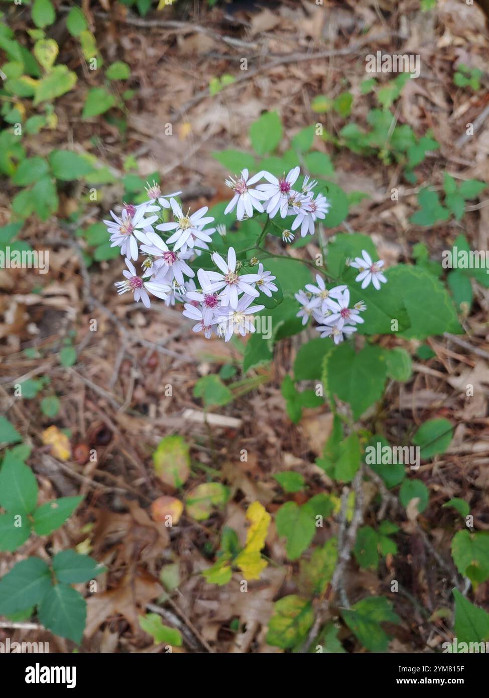 White Wood Aster (Eurybia divaricata Stock Photo - Alamy