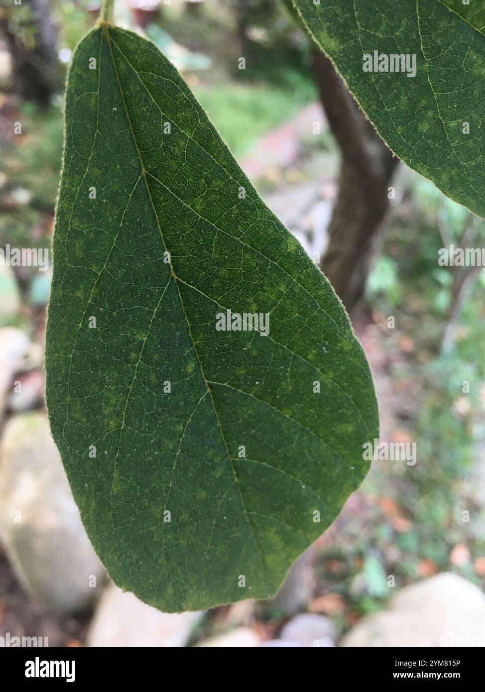 Pop-gun Seed (Bridelia tomentosa Stock Photo - Alamy