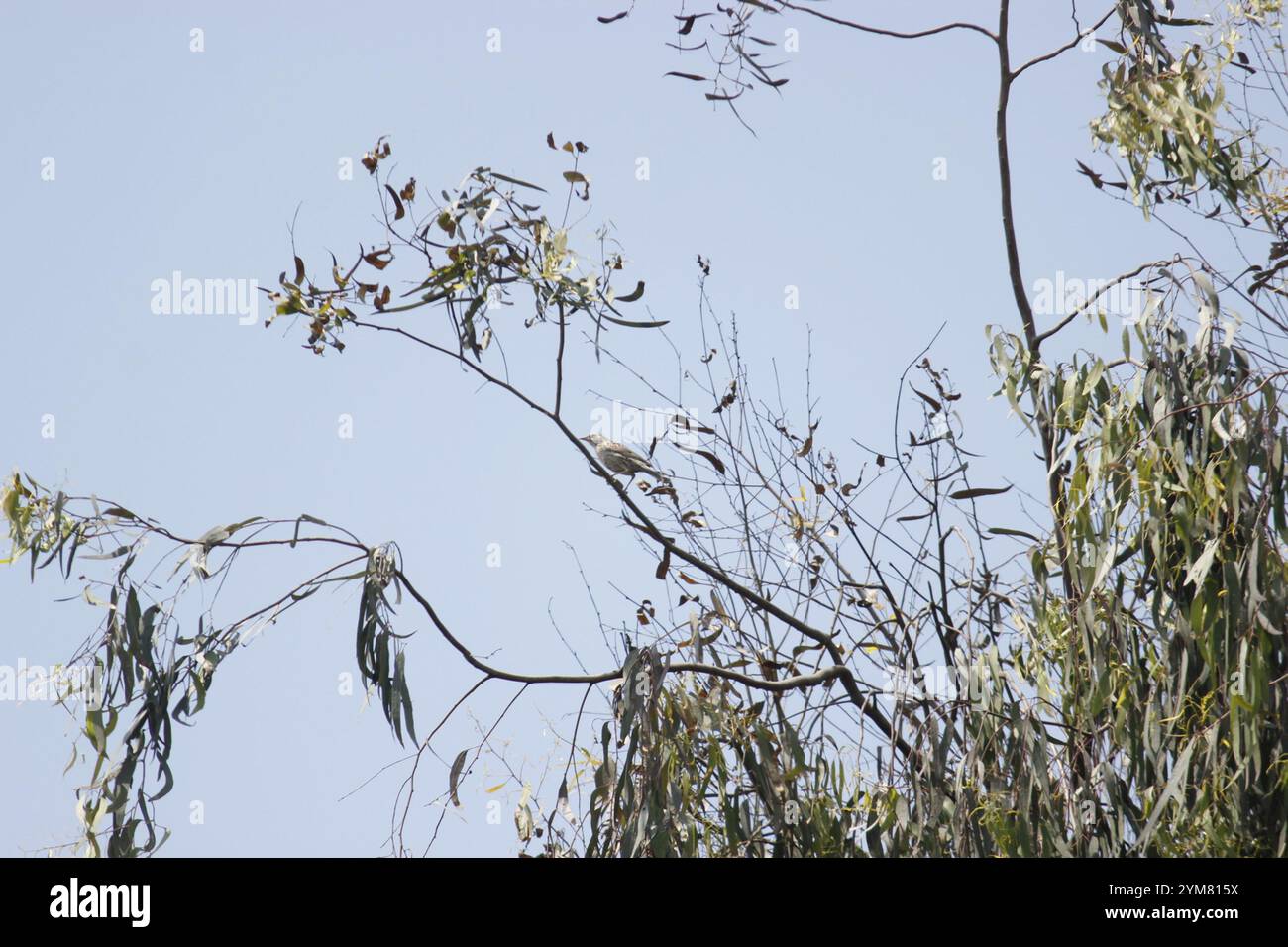 Peruvian Meadowlark (Leistes bellicosus Stock Photo - Alamy