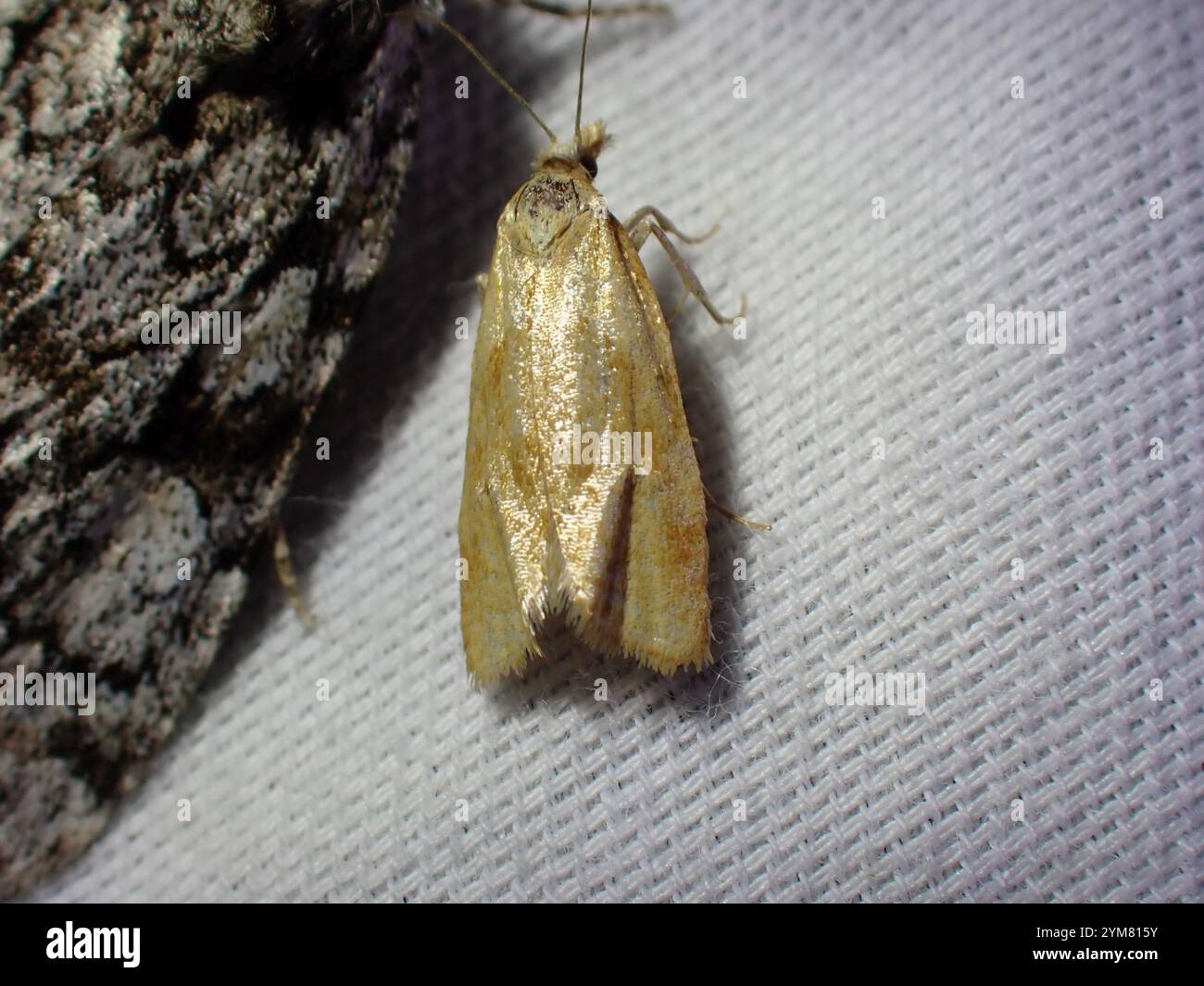 Tortricid Leafroller Moths and Allies (Tortricoidea Stock Photo - Alamy