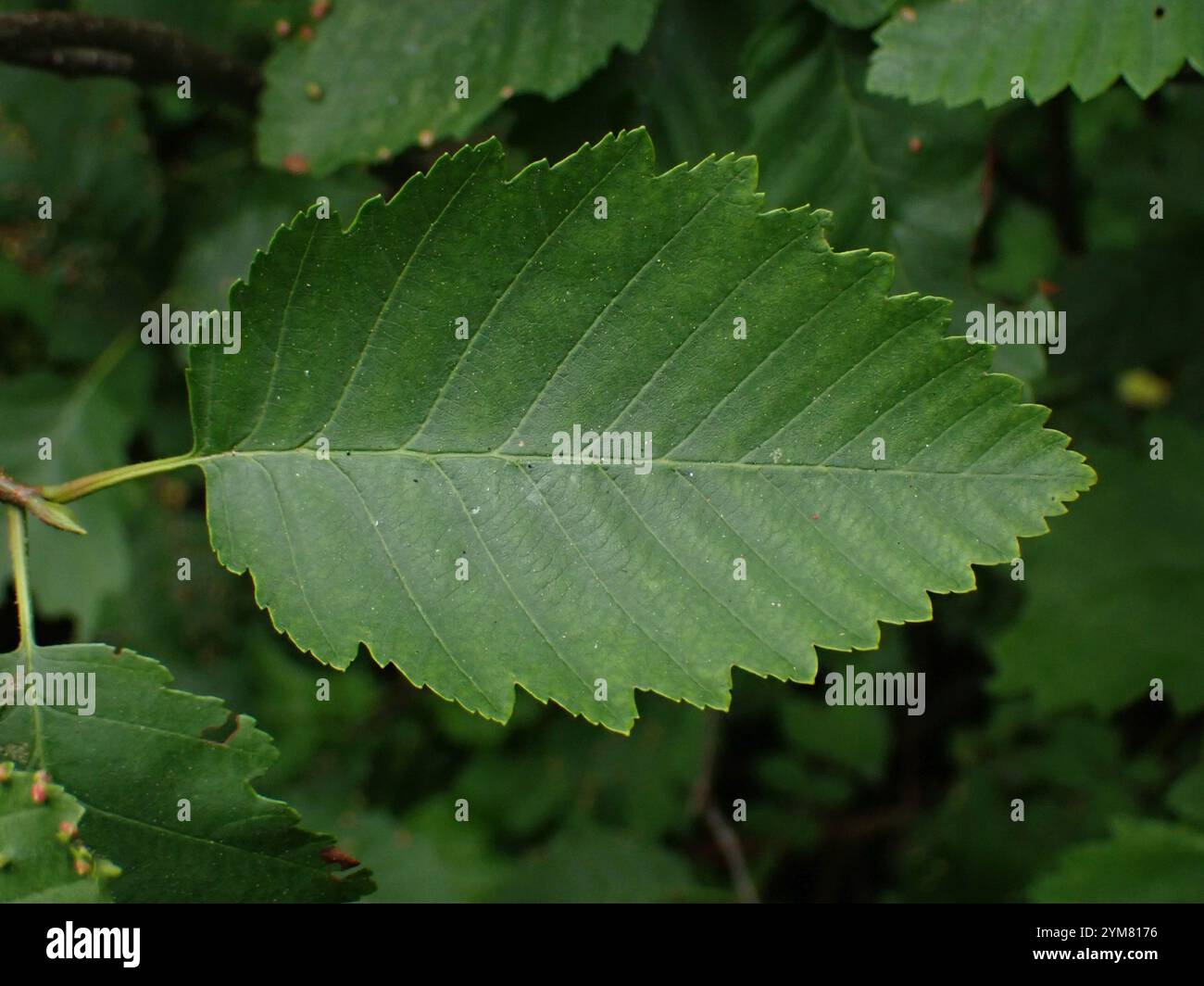 Red Alder (Alnus rubra Stock Photo - Alamy