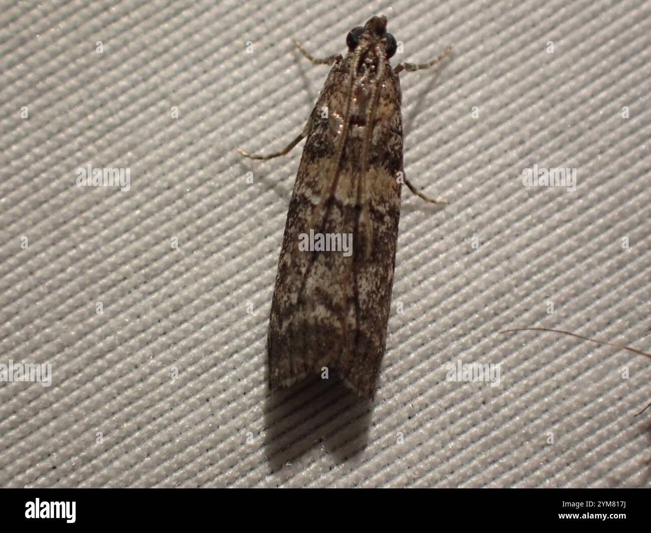 Coneworm hi-res stock photography and images - Alamy
