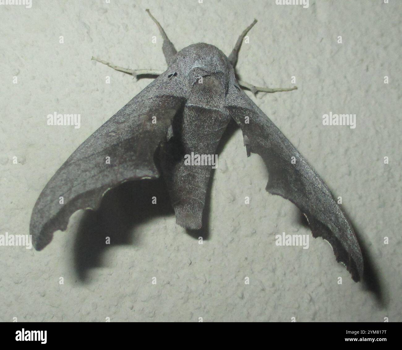 Sphinx Moths (Sphingidae Stock Photo - Alamy