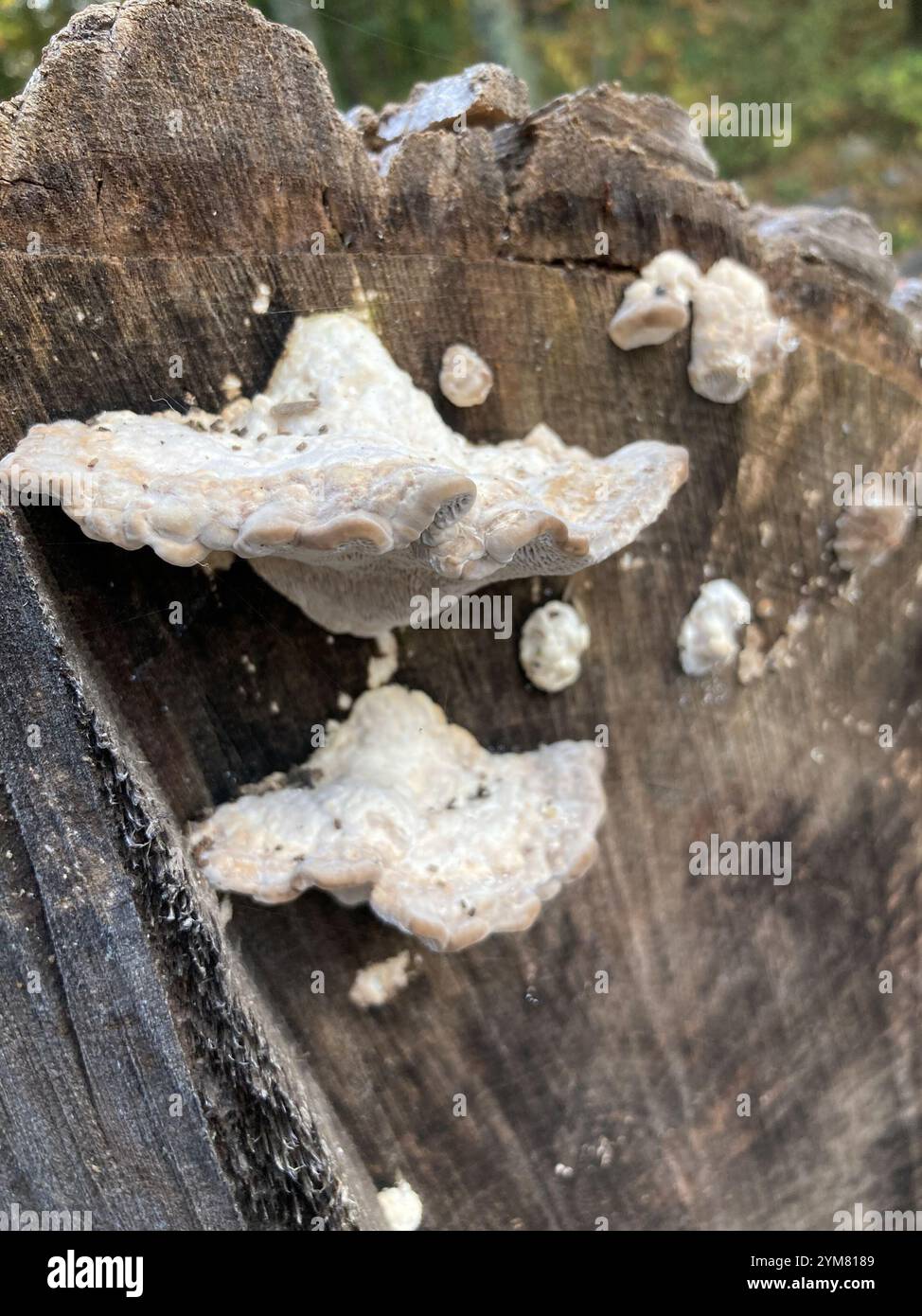 Lumpy Bracket (Trametes gibbosa Stock Photo - Alamy