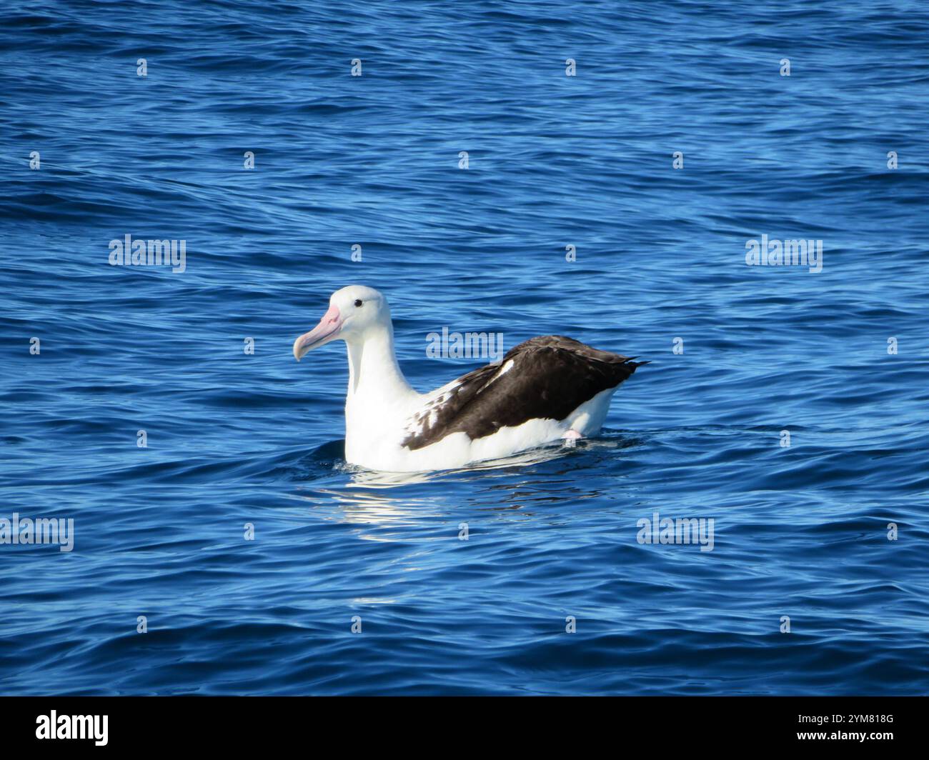 Northern Royal Albatross (Diomedea sanfordi Stock Photo - Alamy