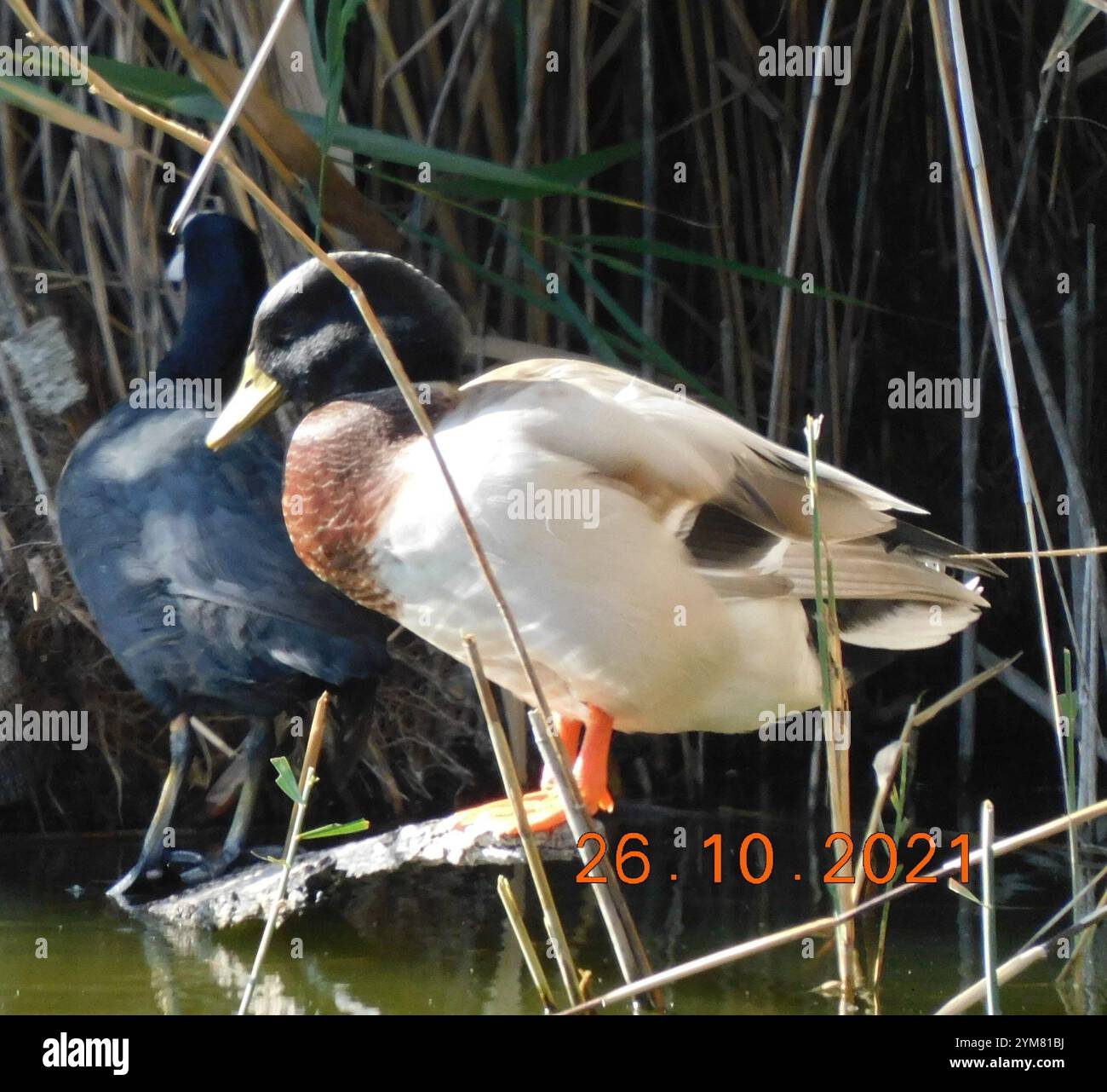 Domestic Mallard (Anas platyrhynchos domesticus Stock Photo - Alamy