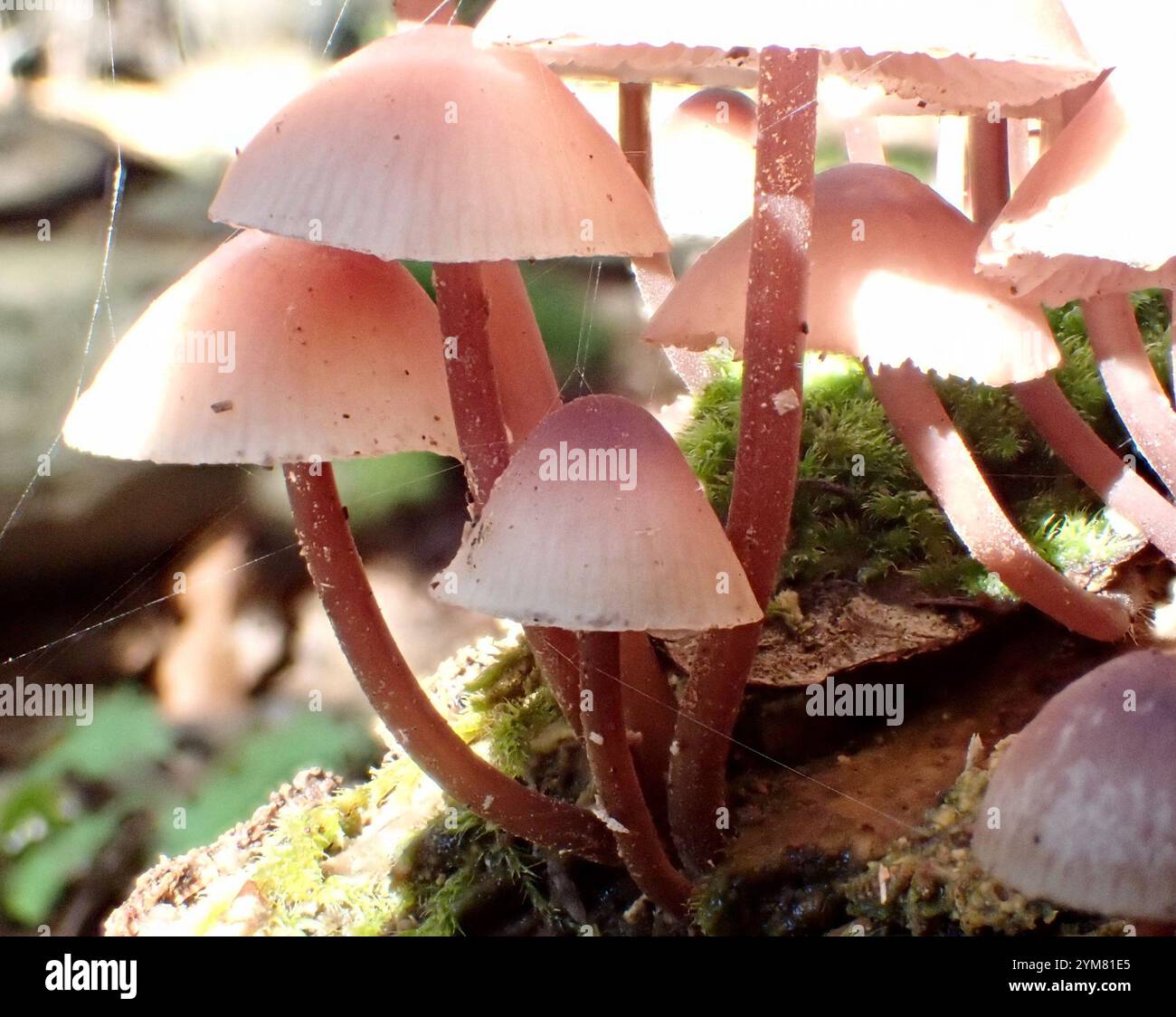 Bleeding Fairy Helmet (Mycena haematopus Stock Photo - Alamy