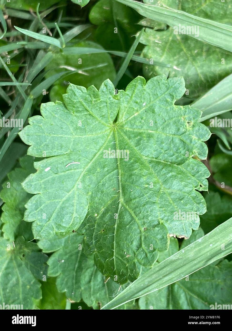 Carolina Bristlemallow (Modiola caroliniana Stock Photo - Alamy
