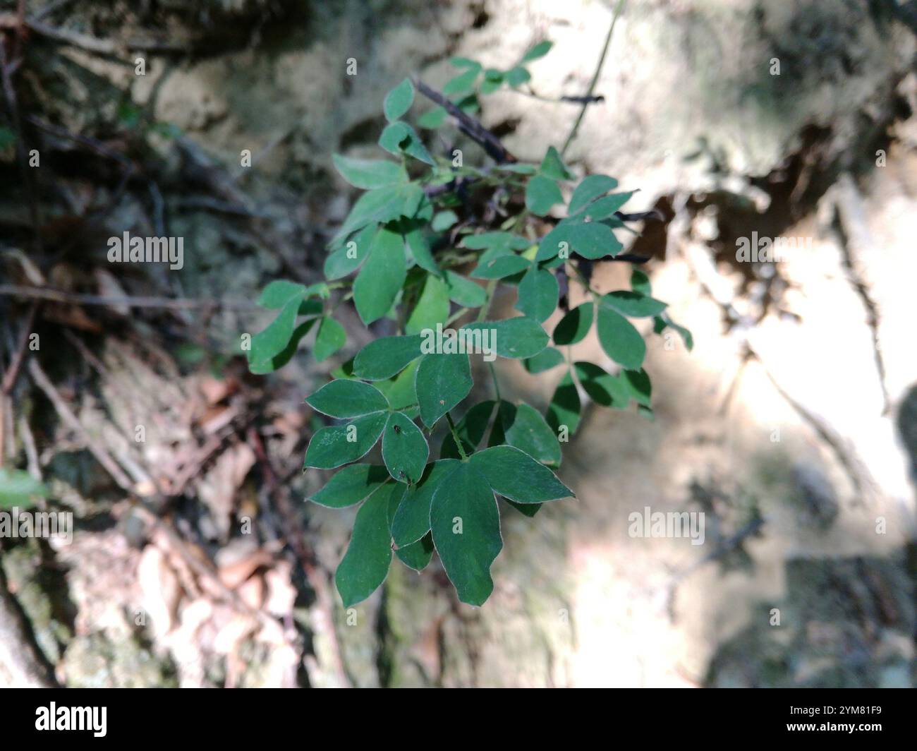 Common Laburnum (Laburnum anagyroides Stock Photo - Alamy