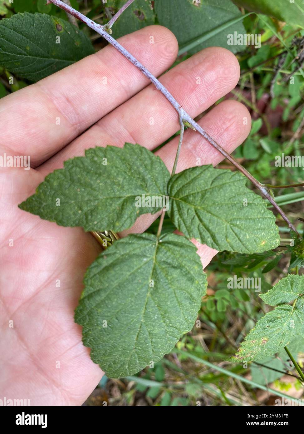 black raspberry (Rubus occidentalis Stock Photo - Alamy