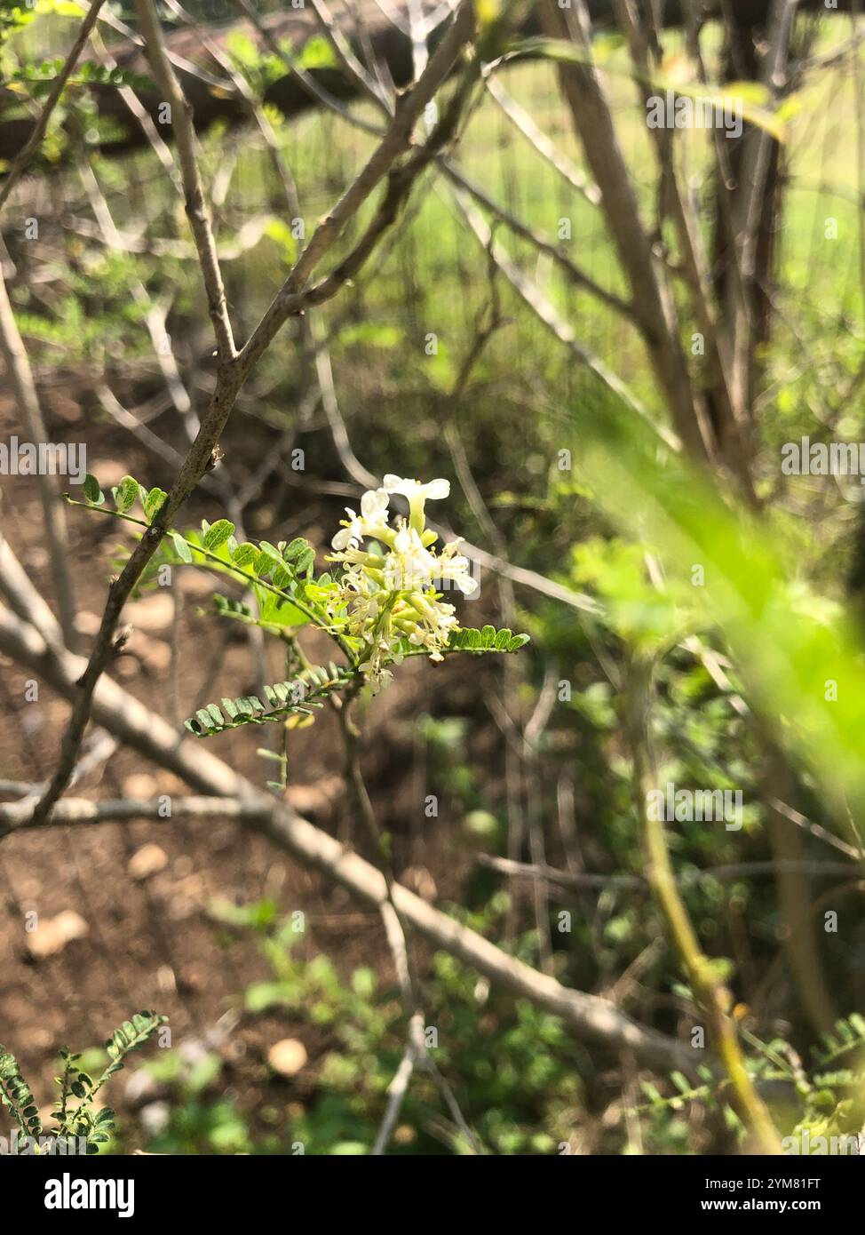 Texas Kidneywood (Eysenhardtia texana Stock Photo - Alamy